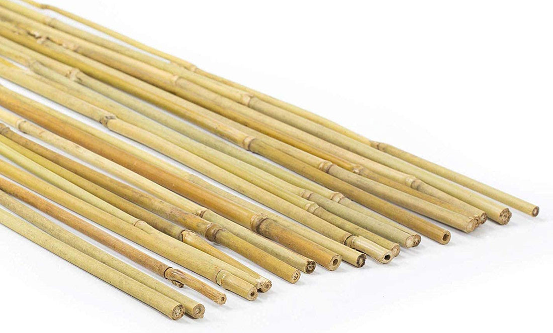 Canne di Bamboo per il Sostegno di Ortaggi e Piante – Alma Store